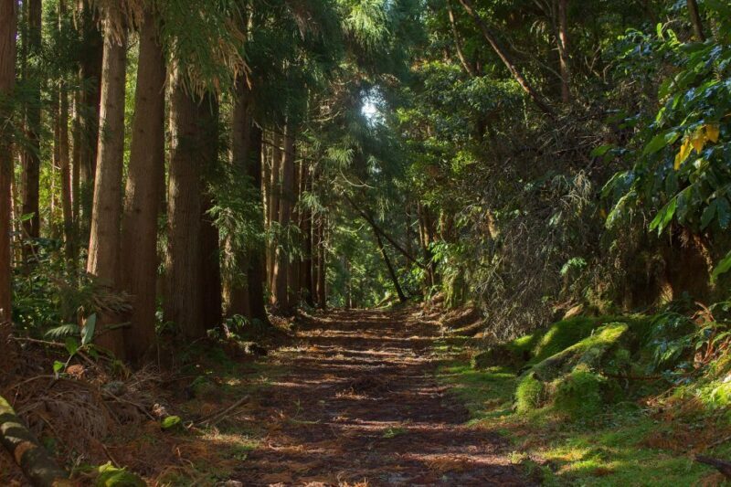 São Miguel: Full-Day Hike to Lagoa do Fogo - Is This Tour Right For You?