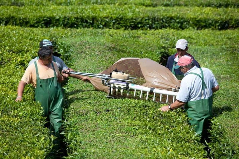 São Miguel: Furnas Volcano & Tea Plantation Tour & Lunch - Frequently Asked Questions