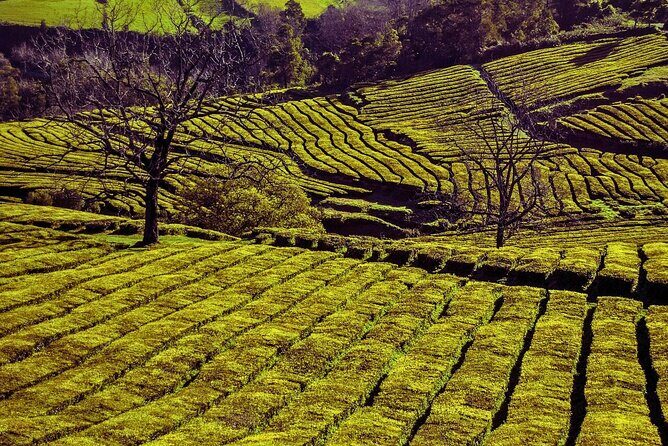 São Miguel: Majestic North Tour (Local Lunch Incl.) - Ribeira Grande: The Island’s Historic and Surf Hub