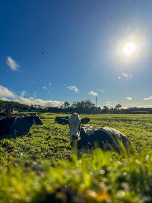 São Miguel: Nordeste Tour with Cow Milking - FAQs