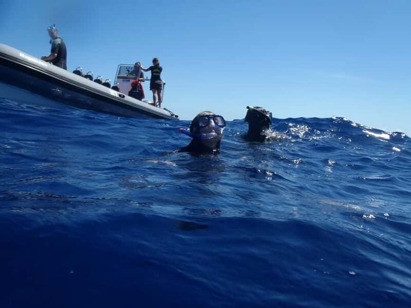 São Miguel: Swim with Wild Dolphins in the Open Ocean - Key Points