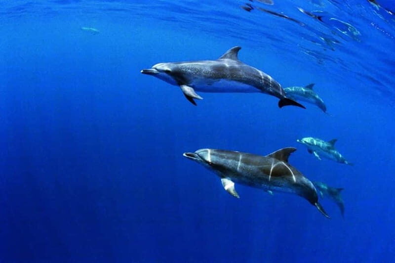 São Miguel: Swim with Wild Dolphins in the Open Ocean - What to Expect from the Dolphin-Swimming Tour