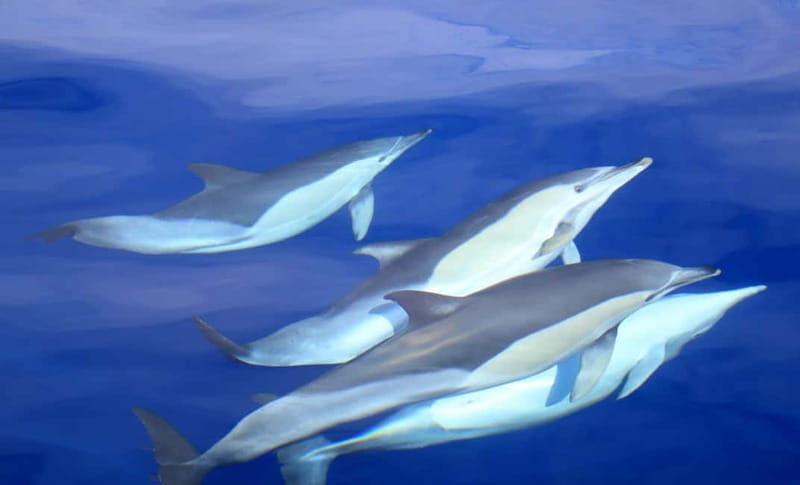 São Miguel: Swim with Wild Dolphins in the Open Ocean - What Makes This Tour Valuable