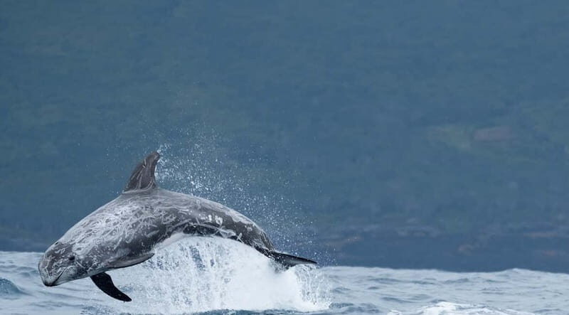 São Miguel: Swim with Wild Dolphins in the Open Ocean - Practical Tips for Participants