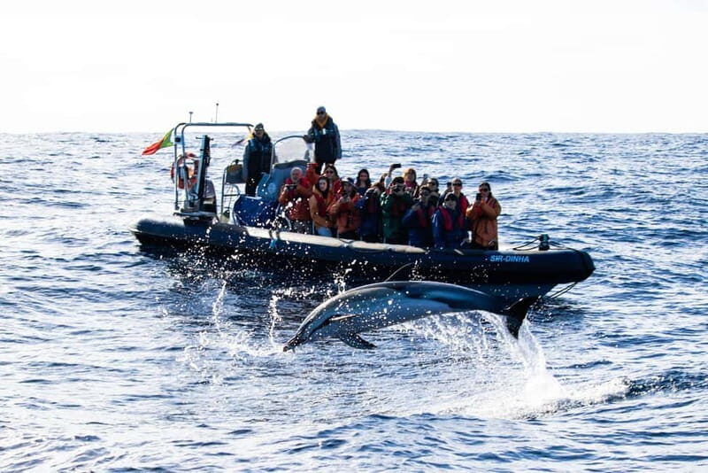São Miguel: Whale-Watching Cruise with Marine Biologist - An In-Depth Look at São Miguel’s Whale-Watching Cruise with Marine Biologist