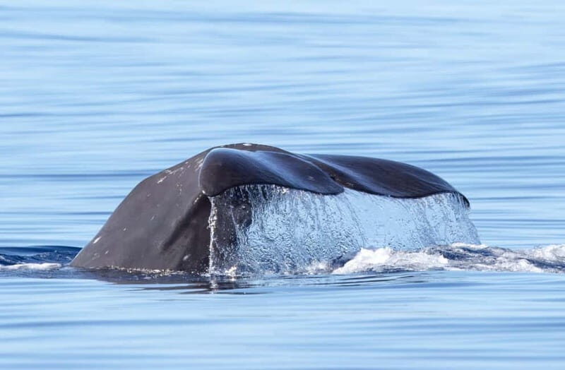 São Miguel: Whale-Watching Cruise with Marine Biologist - Key Points