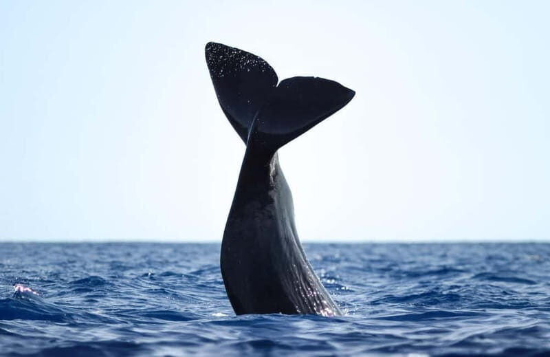 São Miguel: Whale-Watching Cruise with Marine Biologist - The Experience in Action