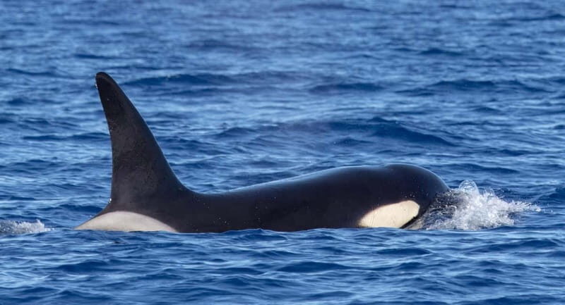 São Miguel: Whale-Watching Cruise with Marine Biologist - Final Word