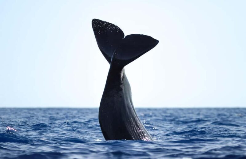São Miguel: Whale Watching, Lunch, & Water Activities - Key Points