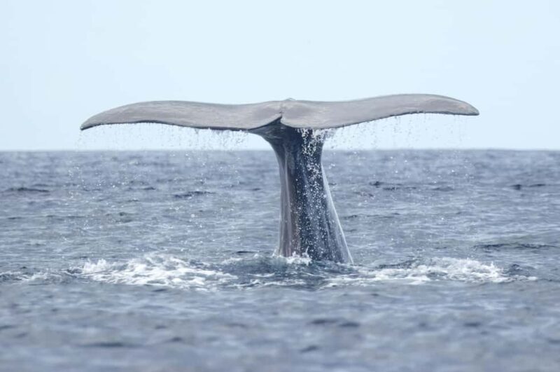 São Miguel: Whale Watching, Lunch, & Water Activities - The Value Proposition