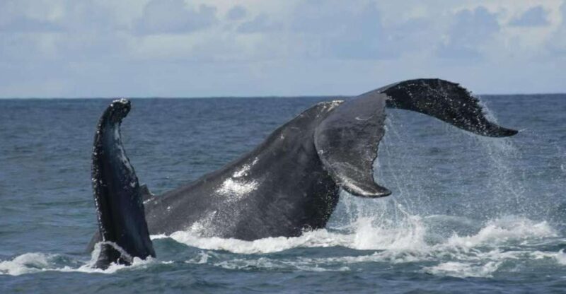 São Miguel: Whales & Volcano Full-Day Tour with Lunch - Key Points