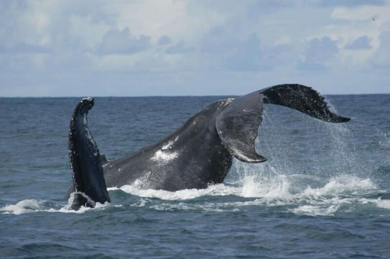São Miguel: Whales & Volcano Full-Day Tour with Lunch - The Value: Is It Worth the Price?