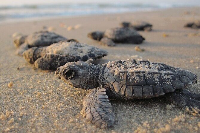Saona Island 3 Beaches - In Summary: Is This Tour Right for You?