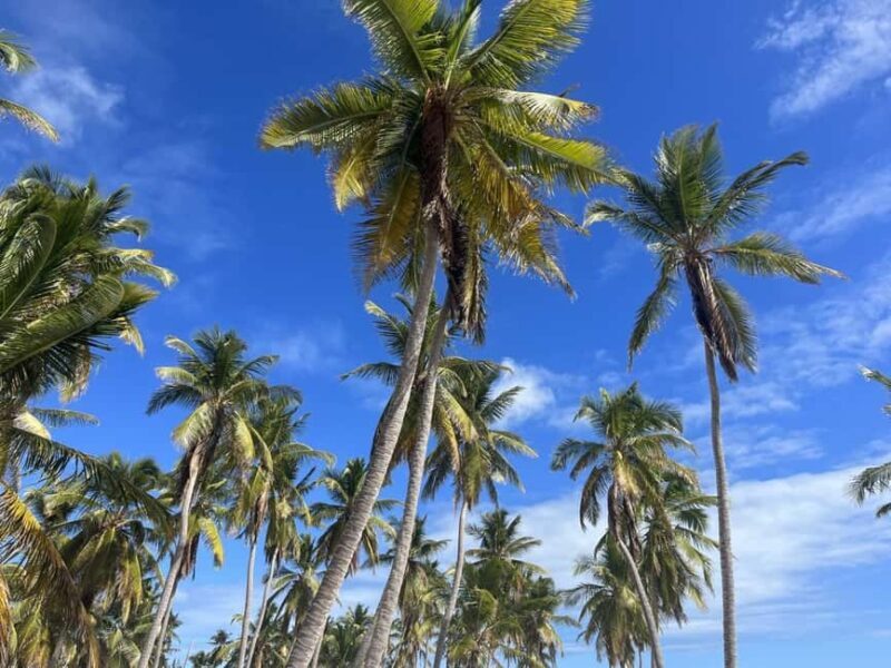 Saona Island: Beach & Natural Pool Small-Group Tour w/ Lunch - An In-Depth Look at the Saona Island Experience