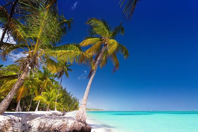 Saona Island Catamaran Speedboat Tour to a Dream Beach - Transportation and Timing: Making the Most of Your Day