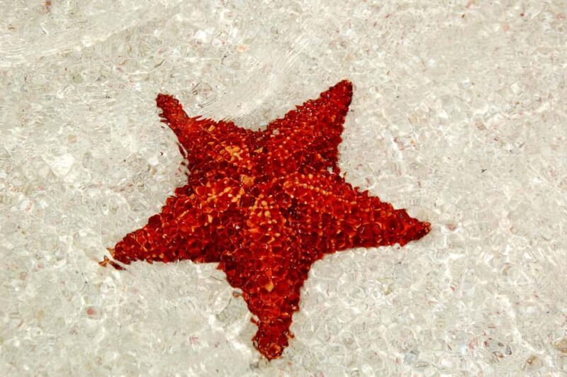 Saona Island Comfort Experience by Catamaran - Key Points