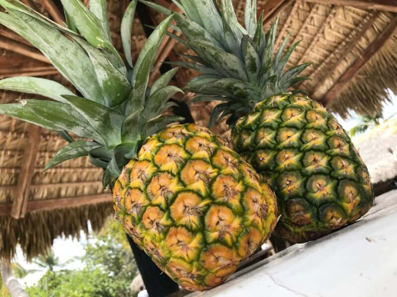 Saona Island Day Trip + Lobsters Included - Practical Details and Practicalities