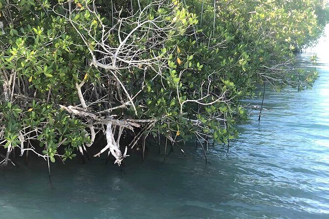 Saona Island :: Discover the magic - The Sum Up: Who Should Consider This Tour?