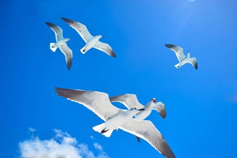 Saona Island Experience: Catamaran, Speedboat & Natural Pool - An Introduction to the Tour