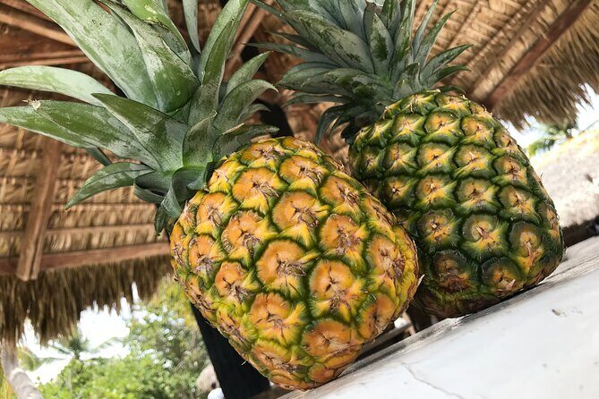 Saona Island Full-Day Tour from Boca Chica with Pickup - Authentic Experiences and Traveler Feedback