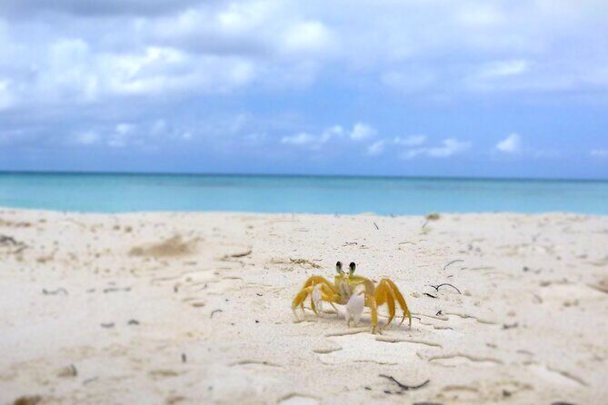 Saona Island, Natural pool Starfish, Fast boat, Catamaran +Dances - FAQ