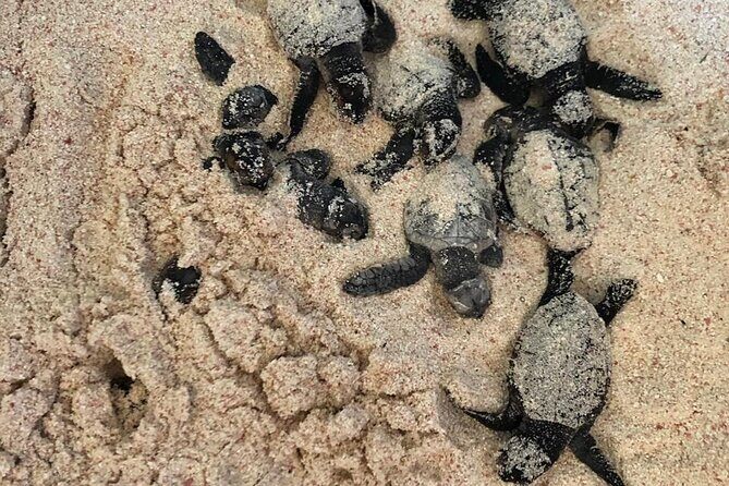 Saona Island Speedboat Tour with Lunch & Natural Pool Swim - The Details That Matter: Transportation, Duration, and Group Size