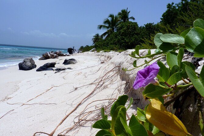 Saona Island Tour from Punta Cana with Lunch, Open Bar & Pickup - The Reality Check: Reviews and Considerations
