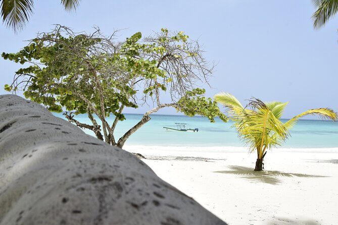 Saona Island Tour - Full Day from Punta Cana Buffet and drinks - Final Thoughts: Is It Worth It?