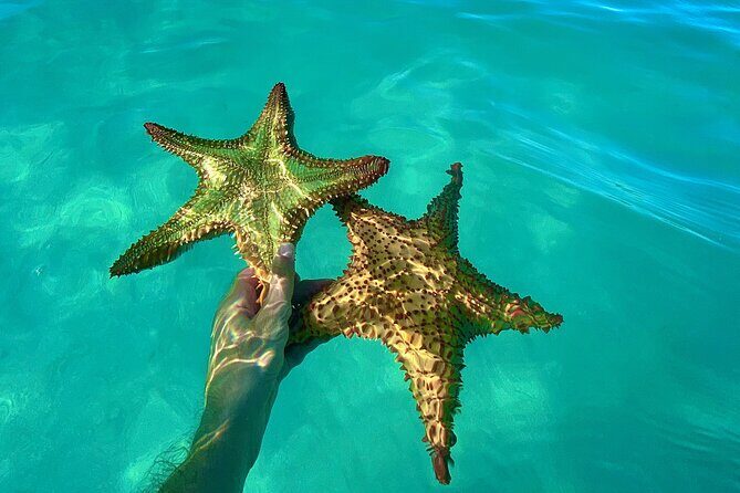 Saona Private Tour with Own Guide and Transport from Punta Cana - Snorkeling and Marine Encounters