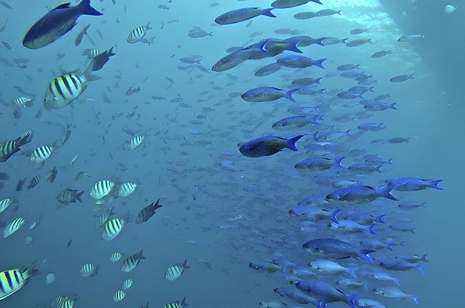 Saône Island with Semi Underwater and Snorkeling from Santo Domingo - FAQ