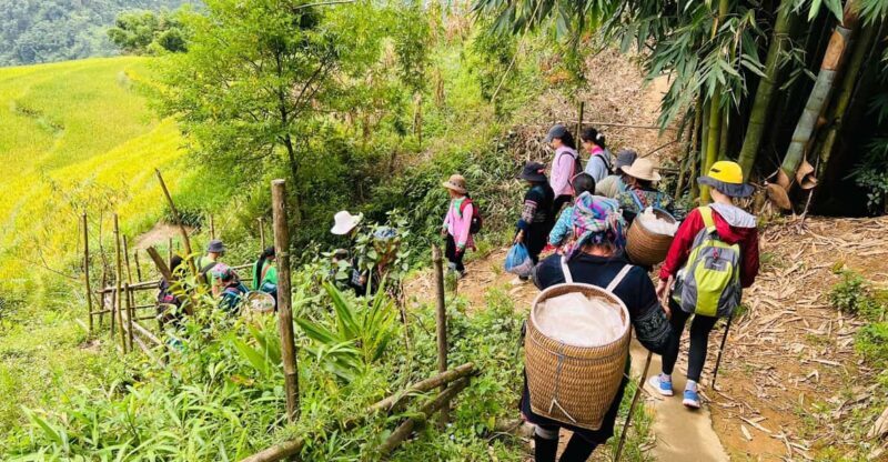 Sapa 1-Day Trekking Tour: Rice Terraces & Villages - Introduction: An Authentic Slice of Northern Vietnam