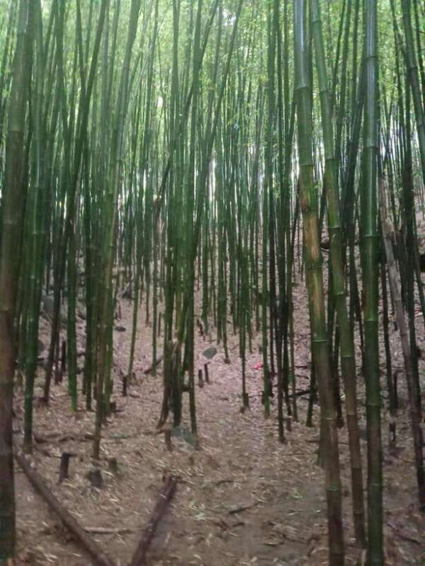 Sapa: 2-Day Trek to Fansipan - Indochina's Highest Peak - Final Thoughts: Is This Tour for You?