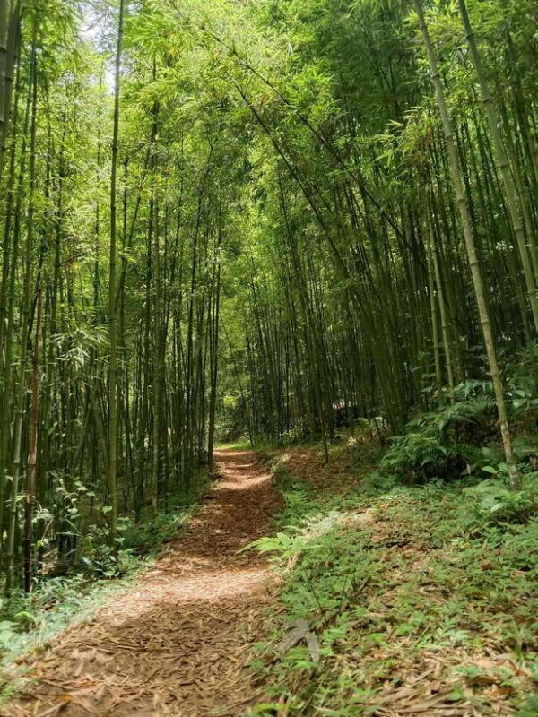 SAPA: 2 DAYS Walking & 1 night at Homestay with LOCAL GUIDE - FAQ