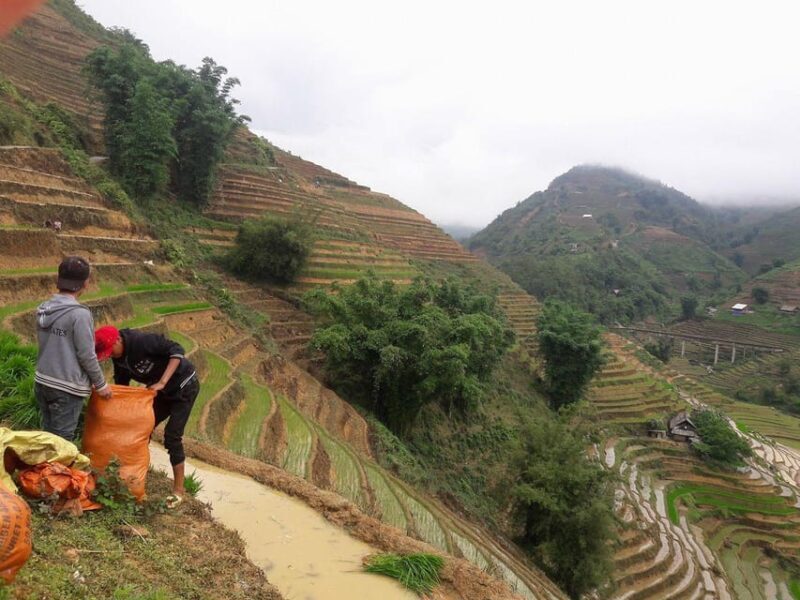 Sapa beautiful rice field, village - Easy walking kid,senior - Authentic Insights from Travelers