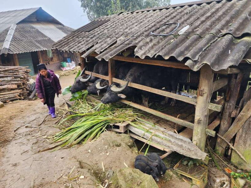 Sapa: Discover the Secrets of Red Dao herbal bath - Authenticity and Cultural Significance