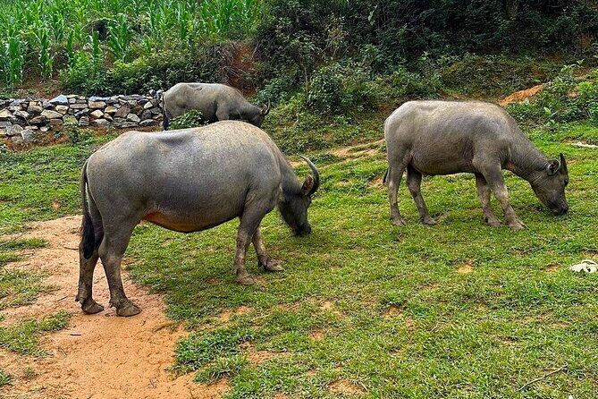 Sapa Explorer Trek: Stunning Views & Minority Villages - FAQ