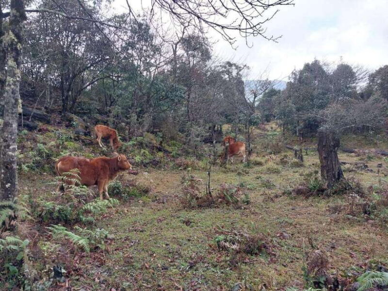 Sapa: Fansipan Mountain 2-Day Trekking Tour - Who Should Consider This Tour?