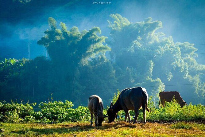 Sapa Half-Day Trekking: Stunning Rice Terraces & Local Village - FAQ