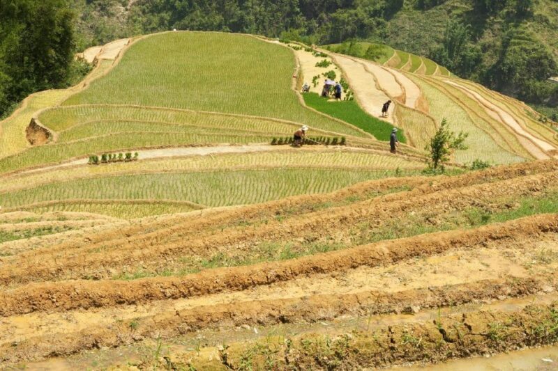 Sapa hard trekking villages and homestay 2 days 1 night trip - Who Is This Tour Best For?