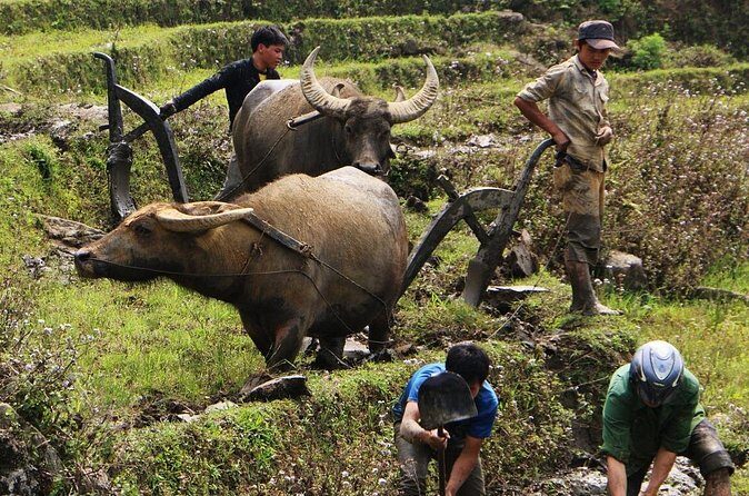 Sapa Hmong Family Trekking Adventures - Why This Tour Offers Great Value