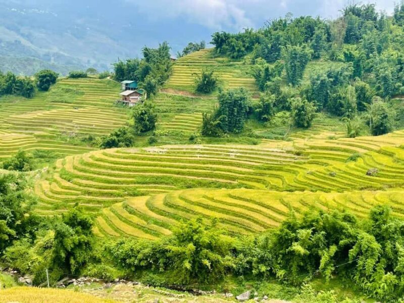 Sapa : Muong Hoa Valley 1 Day Trek  Stunning Rice Terraces - A Closer Look at the Day’s Journey