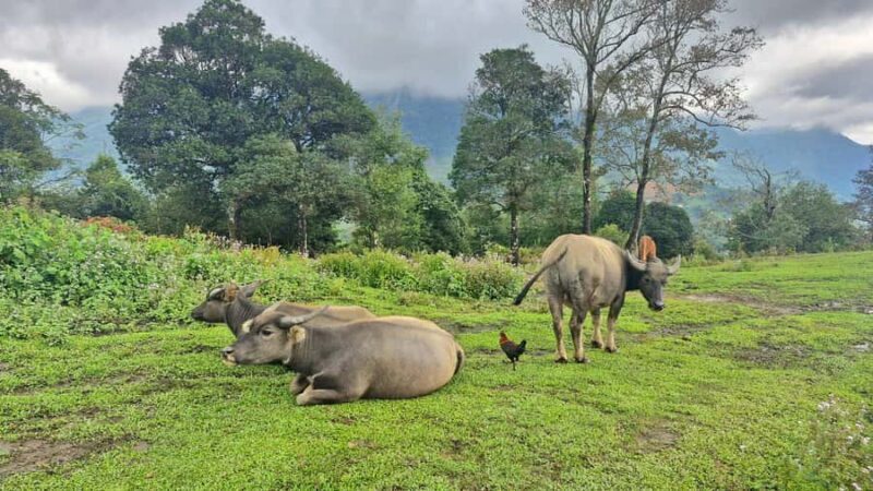Sapa : Muong Hoa Valley 1 Day Trek  Stunning Rice Terraces - Who Should Consider This Tour?