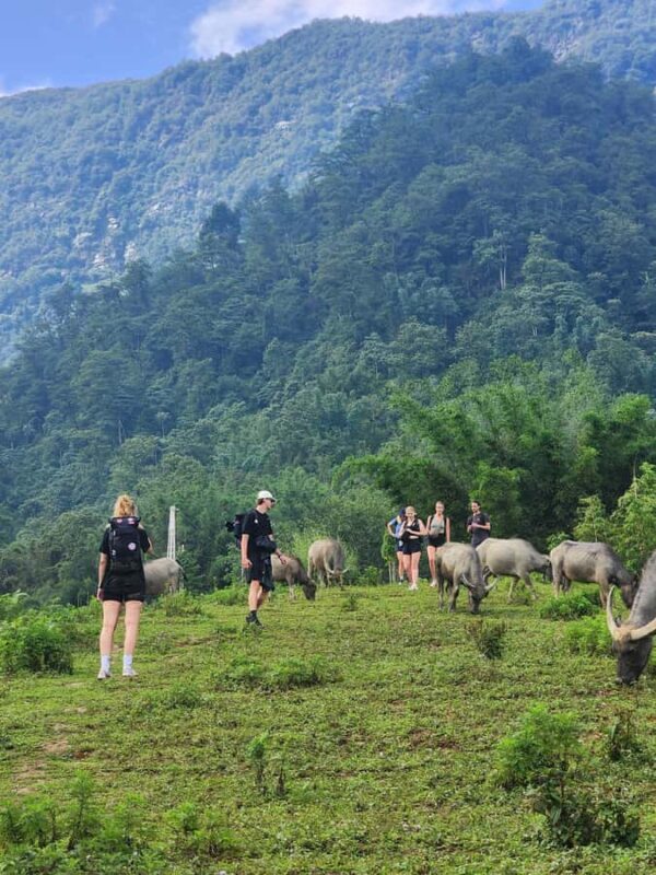 Sapa: One Day Trekking With Local Guide & Lunch - An Overview of the Experience