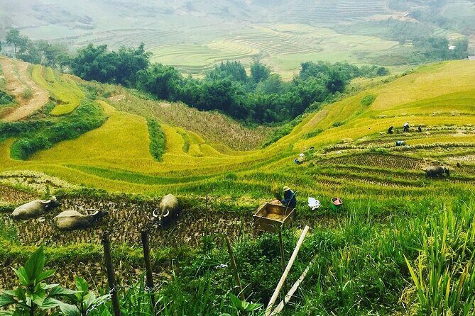 Sapa Real Experience 2 Days 1 Night at Local Family Homestay - Introduction: Why This Tour Stands Out