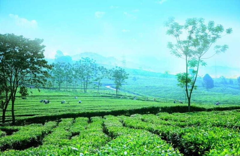 Sapa to Waterfall, Green Tea Farm with motorbike driver - FAQ