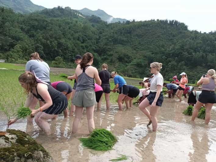Sapa: Trekking 2 days 1 night in homestay - An In-Depth Look at the Sapa Trekking Experience