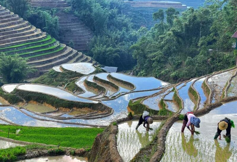 Sapa Trekking Explore Terraced Rice Fields, Ethnic Culture - FAQ