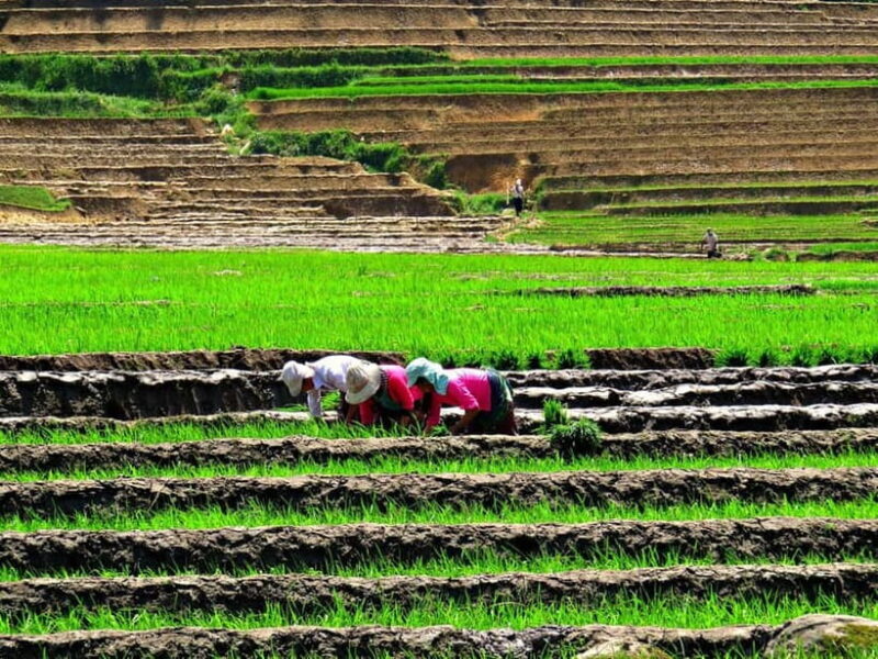 Sapa Trekking Guide Francophone 2 days  1 night - Key Points