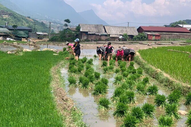 Sapa Trekking Tour to Y Linh Ho & Lao Chai with Local Guide - FAQ