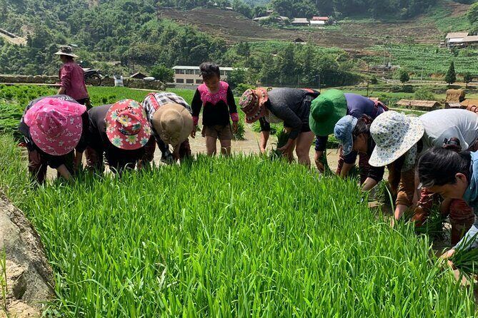 Sapa Trekking Tour to Y Linh Ho & Lao Chai with Local Guide - Sources